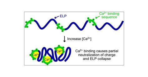 Calcium Binding Peptide Motifs From Calmodulin Confer Divalent Ion Selectivity To Elastin Like