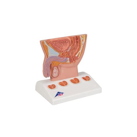 3b Scientific Prostate Model With 4 Urethral Cross Sections Medi Shopgr