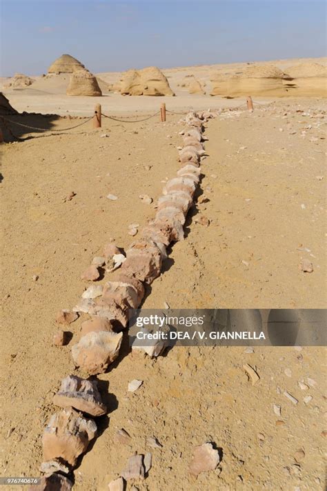 Fossilised Whale Remains Paleontological Site Of Wadi Al Hitan
