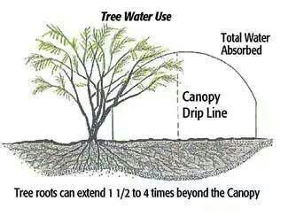 Tree Growth Diagram And Planting Guide