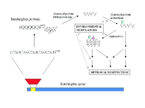 An Outline Of Early Steps By Which The Trinucleotide Cag Repeat Download Scientific Diagram