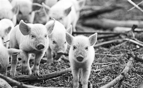 选购仔猪有技巧