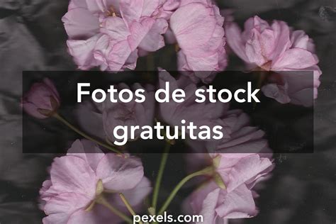 197050 Fotos Y Imágenes De Flores Protegidas Gratis · Banco De Fotos Gratis
