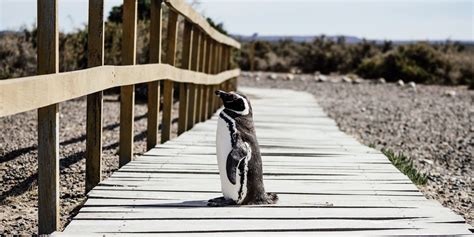How To Manipulate Images In The Linux Terminal