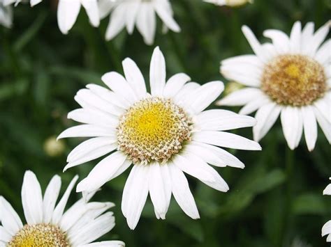 Daisy Daisy Photograph By Wilma Holland Fine Art America