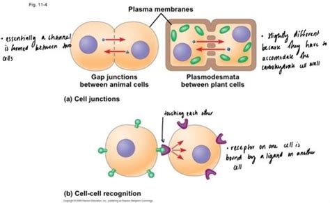 Lecture 10 Cell Signaling Flashcards Quizlet