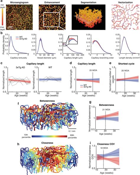 Longitudinal Monitoring Of Microvascular Morphological And Topological Download Scientific