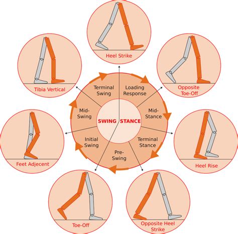 Stupidly Easy Gait Events From A Single Gyroscope Guido Mascia