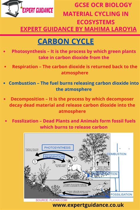 Gcse Ocr Biology Material Cycling In Ecosystems Carbon Cycle