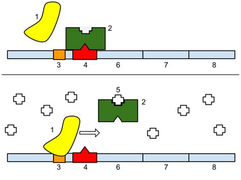 Synthetic Biological Circuit Wikipedia