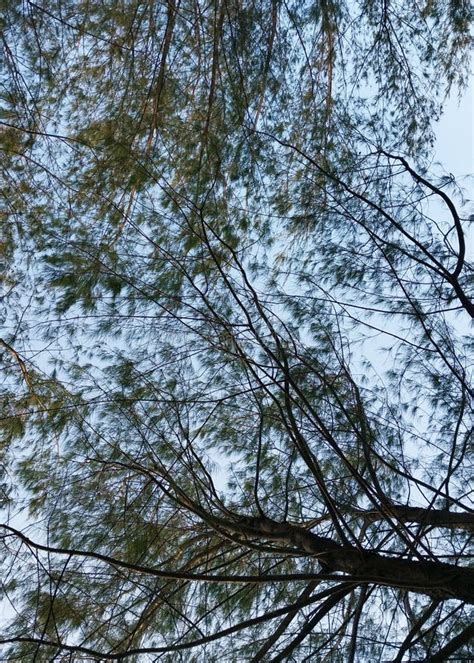 Trees And Branches Silhouette View Of Trees Stock Image Image Of