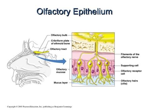 Anatomy Of Olfactory System