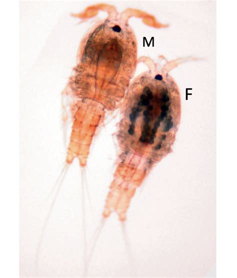 Sex Differences The Edmands Lab Population Conservation Genetics