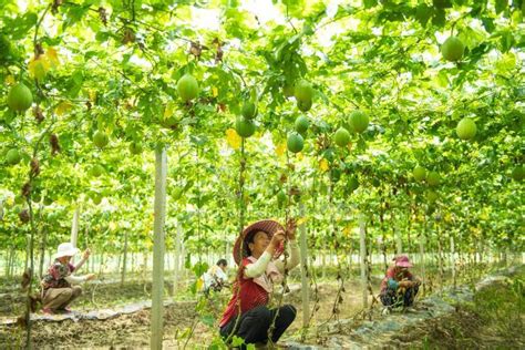 江苏宿豫：瓜蒌田管忙 人民图片网