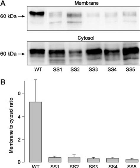 expression of wt and mutant p2x7rs in hek293 cells a the expression