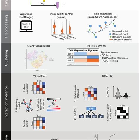The Scheme Of Single Cell Rna Sequencing Scrna Seq Experiment And Download Scientific