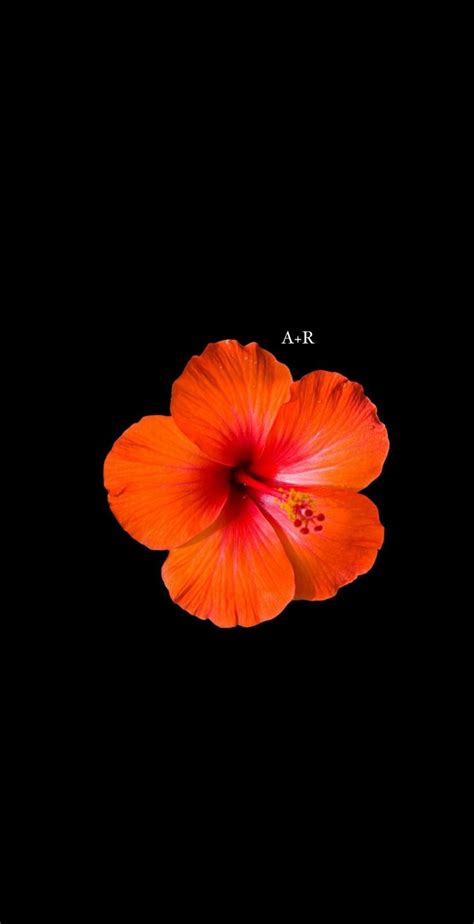 Initials Flowers Fyp Fypage A A Flower Wallpaper Tiktok In 2024 Flower Aesthetic