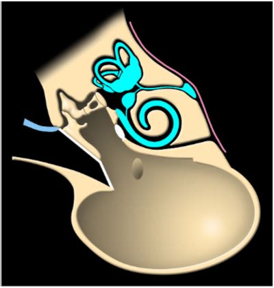 Tympanic Cavity Diagram Quizlet