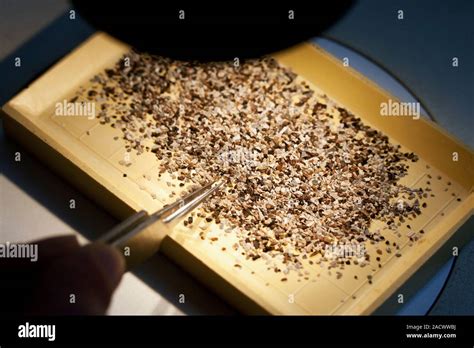 Palaeontological Sediment Analysis Close Up Of A Sample Of Sediment