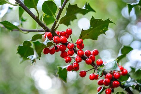 Hulst Snoeien Stekken Planten Verzorging Gardeners World