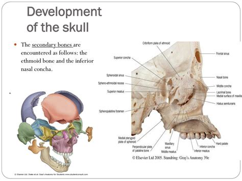 Ppt Functional Anatomy Of Skull Powerpoint Presentation Free