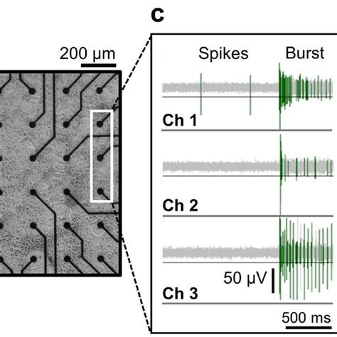 Electrophysiological Characterization Of Cortical Neuron Cultures On