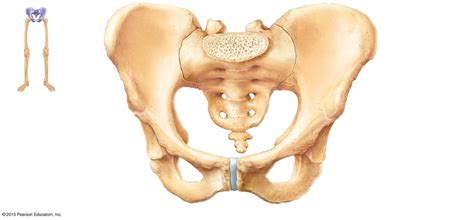 unit 3 skeletal system pelvic girdle diagram quizlet