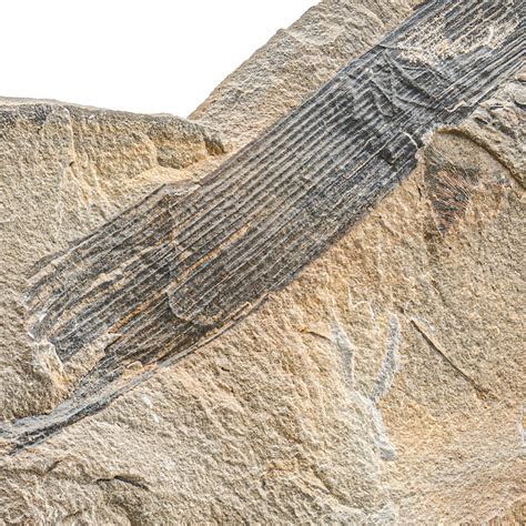 Carboniferous Fossil Plant 10 24 Lepidodendron Branches And Leaves