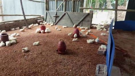 ৫ দিন বয়সে মুরগি লিটার ভিজে যাচ্ছে করনীয় কি Youtube