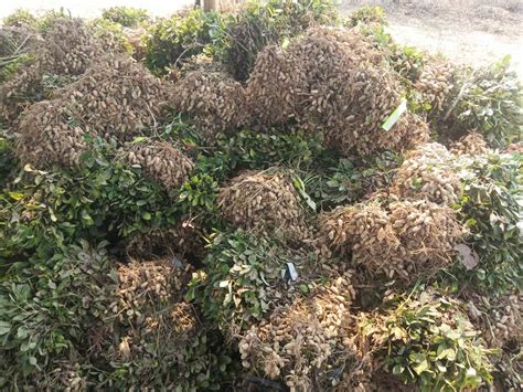 ကျိုက်ထိုမြို့နယ်တွင် တောင်သူလယ်သမားနေ့ အထိမ်းအမှတ် အသိပညာပေး Talk Show ဆွေးနွေးပွဲ ပြုလုပ