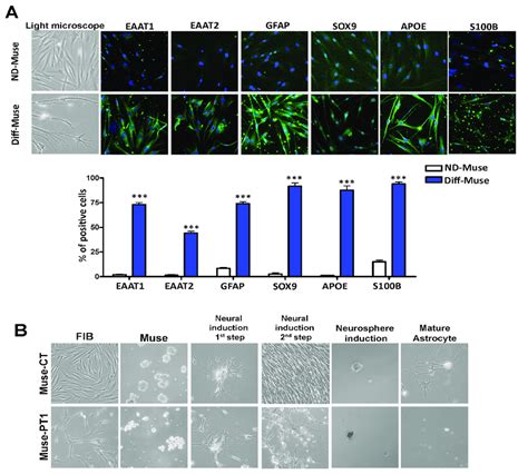 Astrocyte Differentiation Of Muse Stem Cells Panel A Examples Of Download Scientific