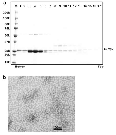 A Purification Pcv2 Lps By Cscl Gradient Centrifugation The