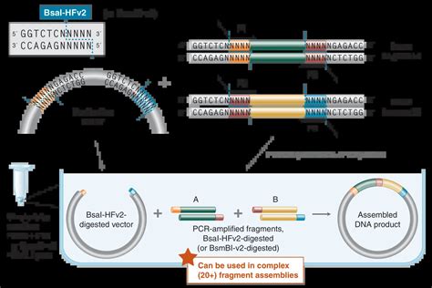 Nebridge Golden Gate Assembly Kit Bsai Hf V2 Neb