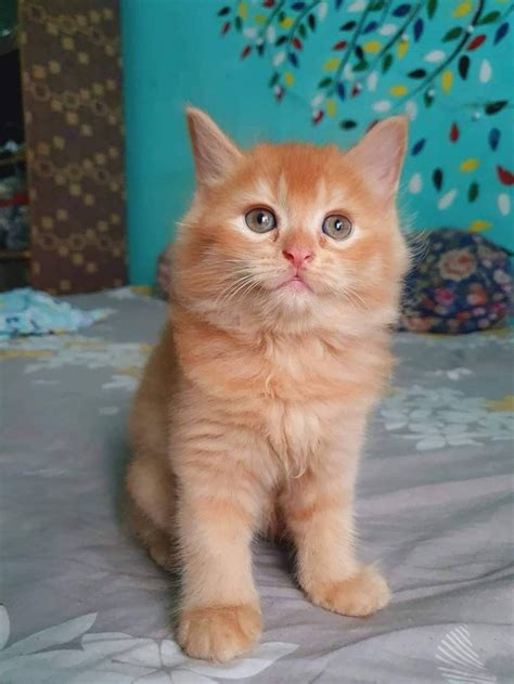 Lali A Playful Persian Cat