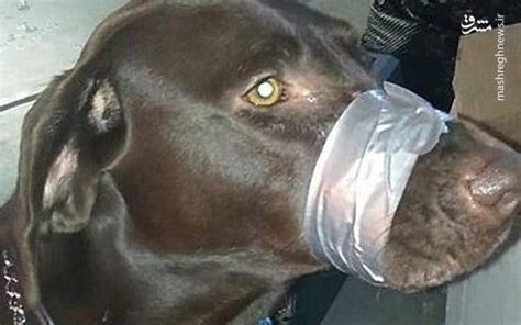 از ازدواج با سگ و اسب تا فاحشهخانههای حیوانی عکس مشرق نیوز