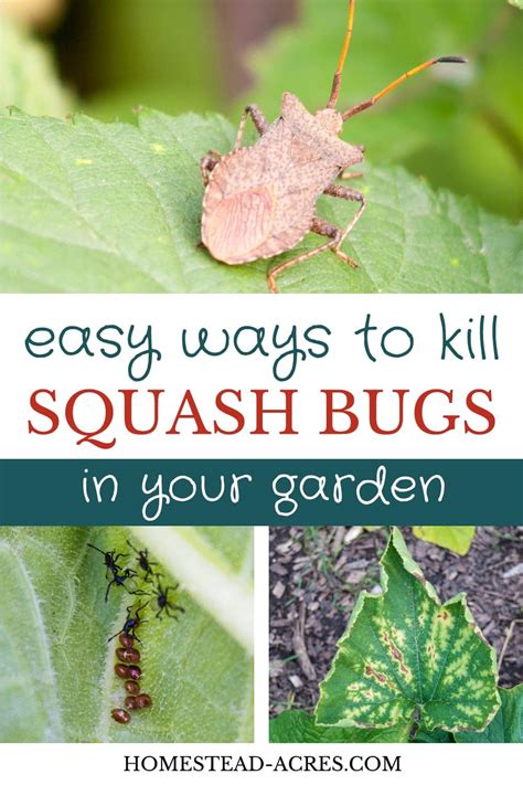 How To Control Squash Bugs Naturally At Martha Moore Blog