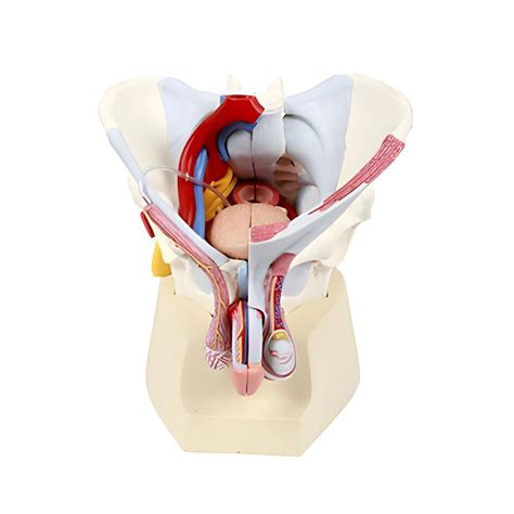Male Pelvis Skeleton Model With Ligaments Vessels Nerves Pelvic Flo