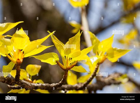 Trees In The Spring Stock Photo Alamy