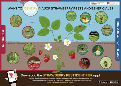 Want To Identify Major Strawberry Pests And Beneficials Rmcg