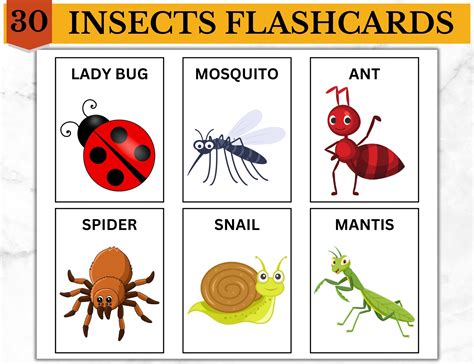 Insects Flashcards Bugs Science Biology School Daycare Field Trip