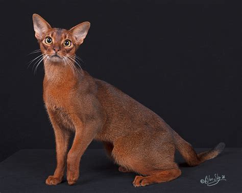 Pureabby Abyssinian Cats Why You Should Have An Abyssinian Cat