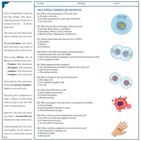 Cell Cycle Reading Comprehension Worksheet Interphase Mitosis