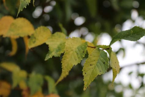 Monoecious Vs Dioecious Trees Treenewal