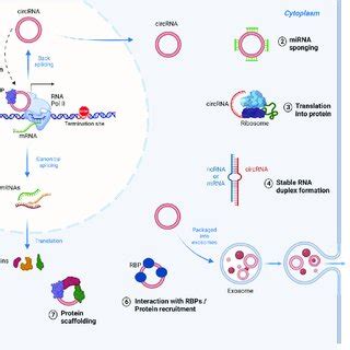 Mechanisms Of Action Of CircRNAs In Human Cancers Download Scientific Diagram