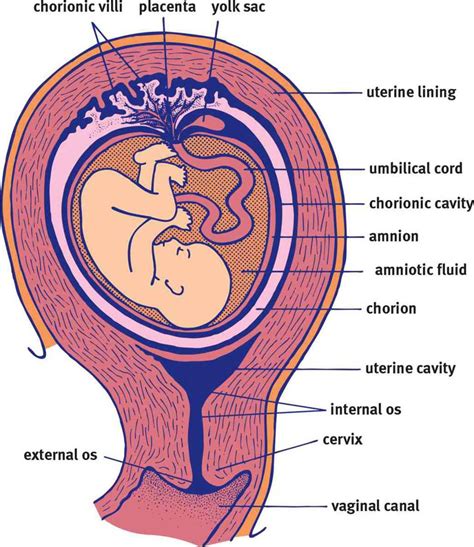 Early Developmental Stages Embryogenesis And Development Mcat Biology Review
