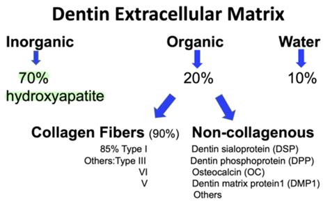 Genetic Diseases Of Dentin Flashcards Quizlet