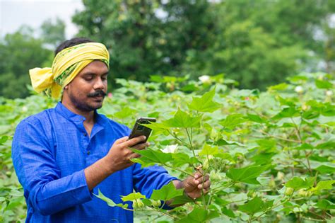 휴대 전화를 사용하여 작물 수확량과 해충을 확인하는 인도 농부 스마트 폰 기술을 사용하는 농부의 개념 사람들에 대한 스톡 사진 및 기타 이미지 Istock