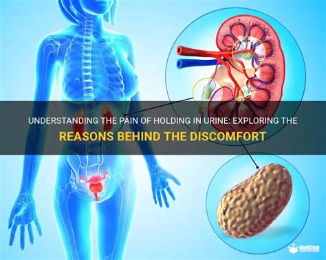 Understanding The Pain Of Holding In Urine Exploring The Reasons