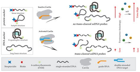 Dna Probes For Cas12a Based Assay With Fluorescence Anisotropy Enhanced