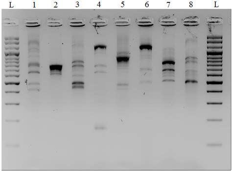 inter‐simple sequence repeats issr amplification pattern obtained